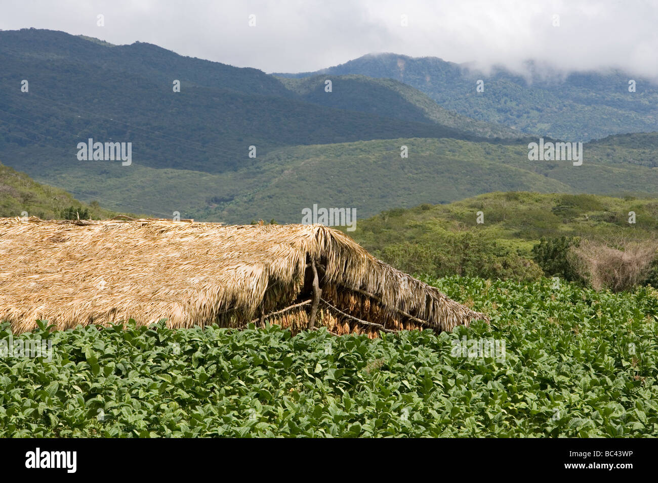 Dominican Republic - Centre - The Cibao Valley - tobacco - Santiago ...