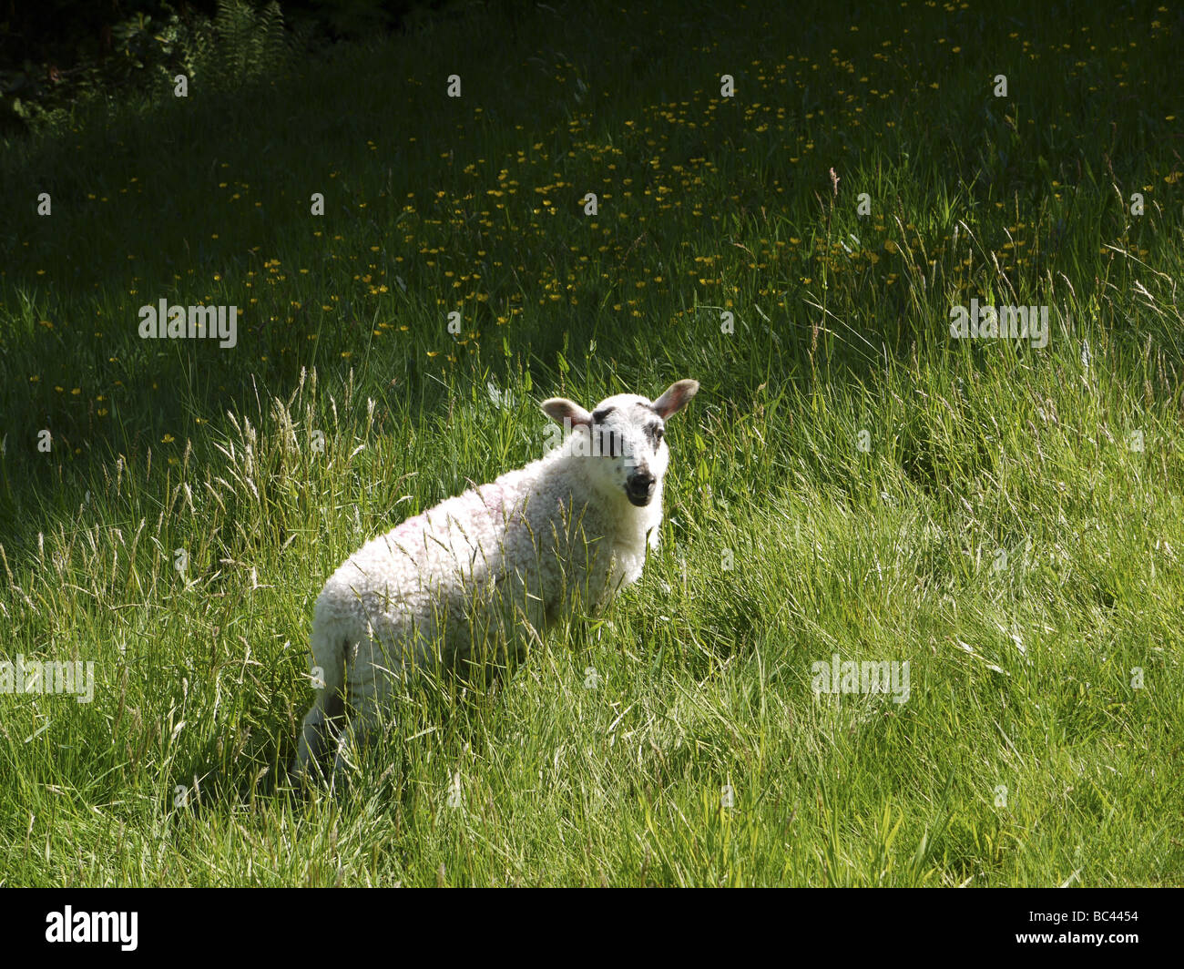 sheep on exmoor north devon Stock Photo - Alamy
