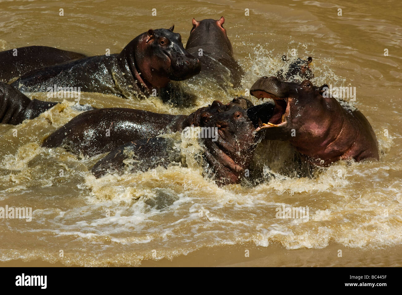 Hippopotamus fighting at Talek river, Masai Mara Game Reserve, Kenya ...