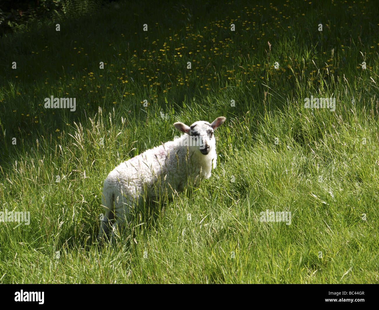sheep on exmoor north devon Stock Photo - Alamy