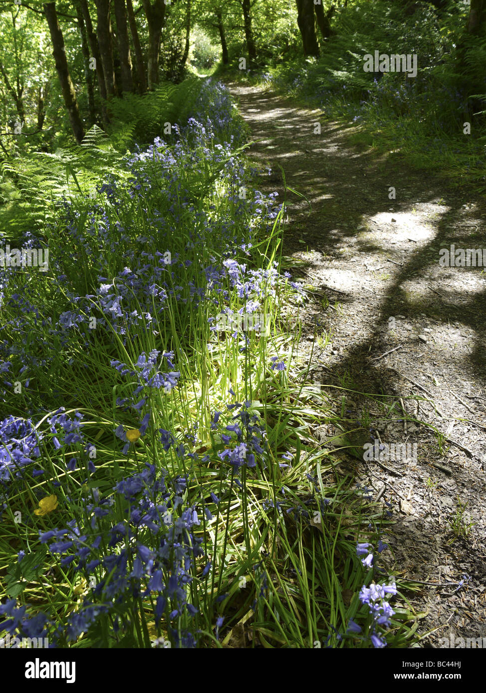 Simonsbath hi-res stock photography and images - Alamy