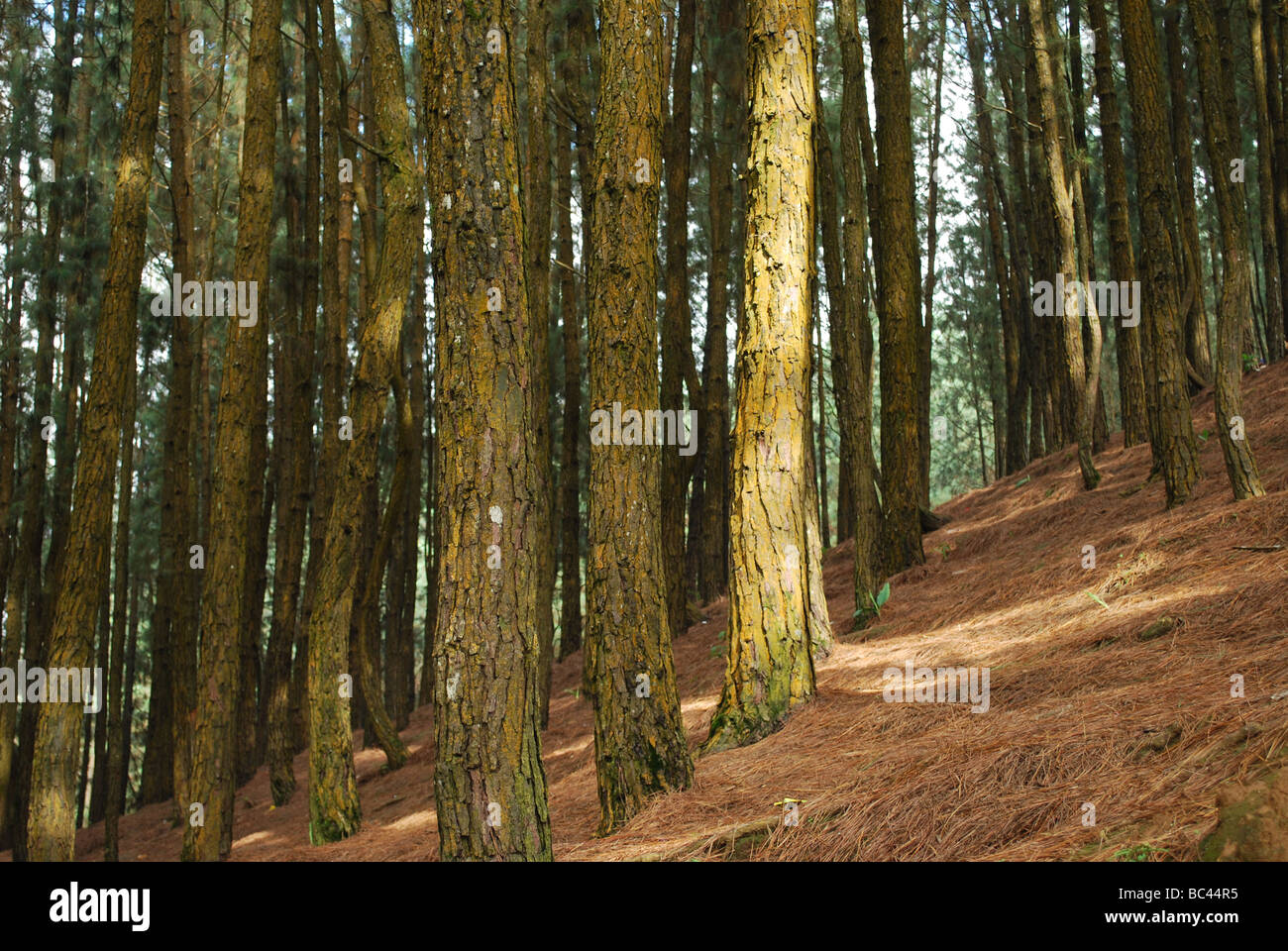 Pine forest Wagamon, Idukki, Kerala, India Stock Photo - Alamy