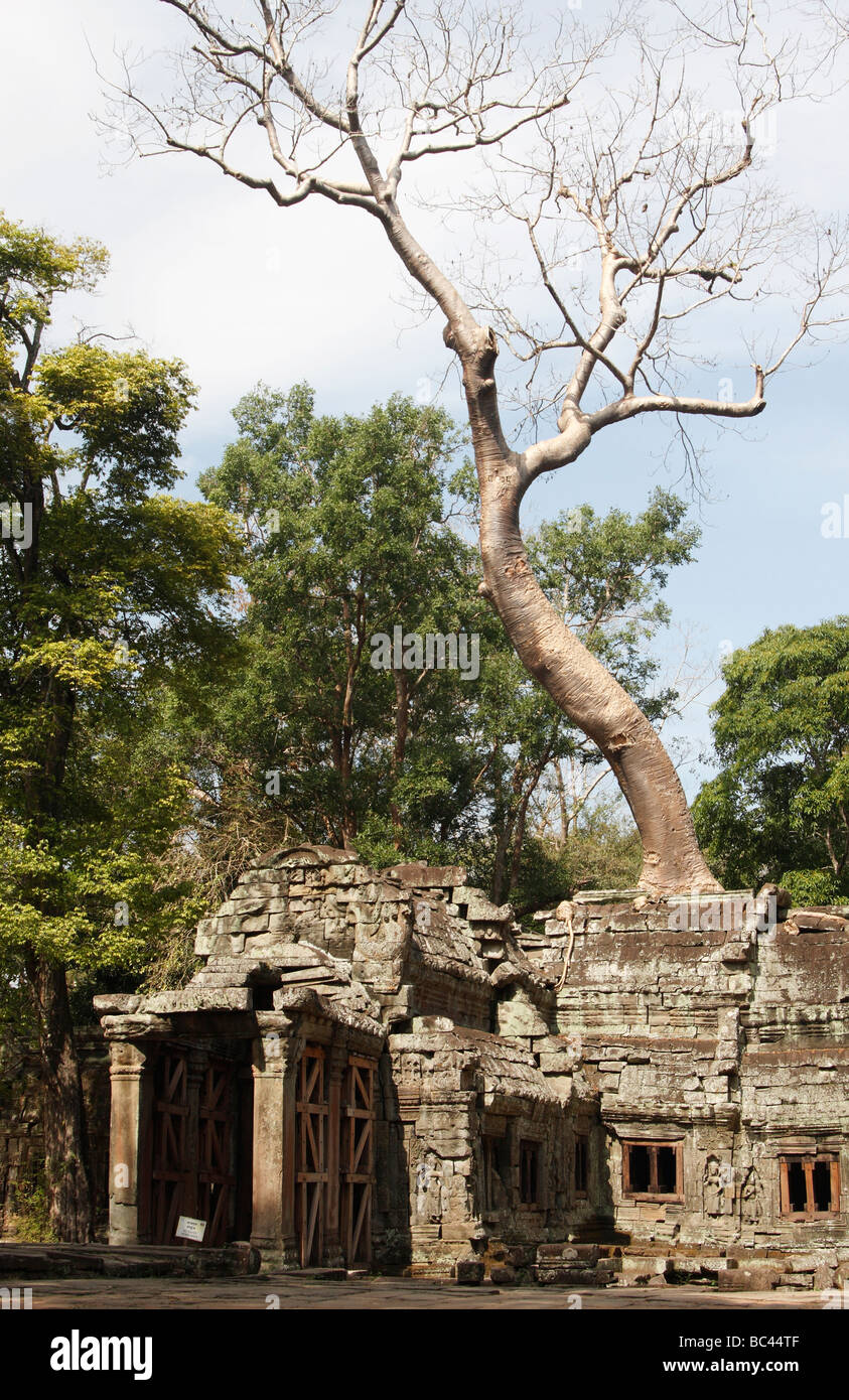 Cambodia temple ruins tall tree jungle hi-res stock photography and ...
