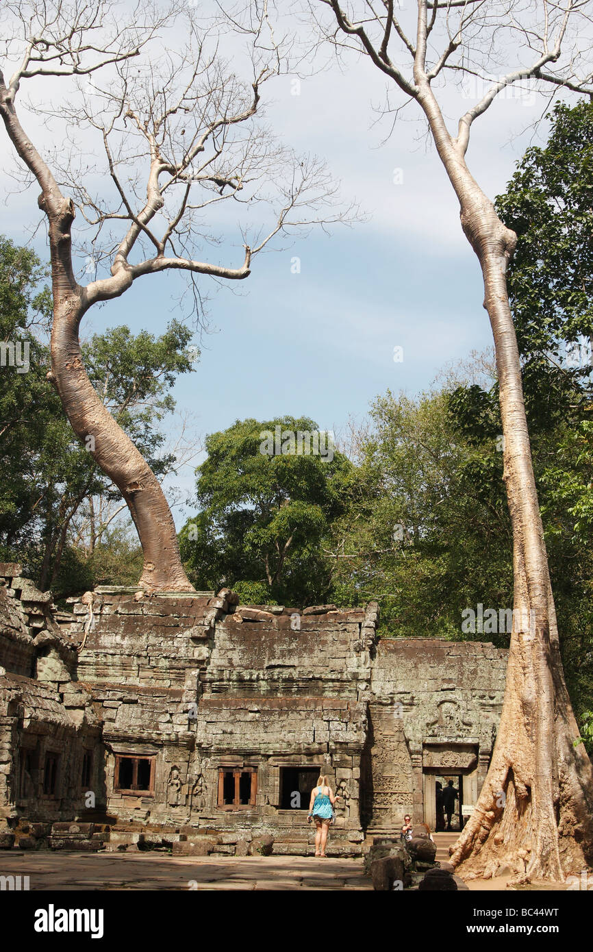 Cambodia temple ruins tall trees jungle hi-res stock photography and ...