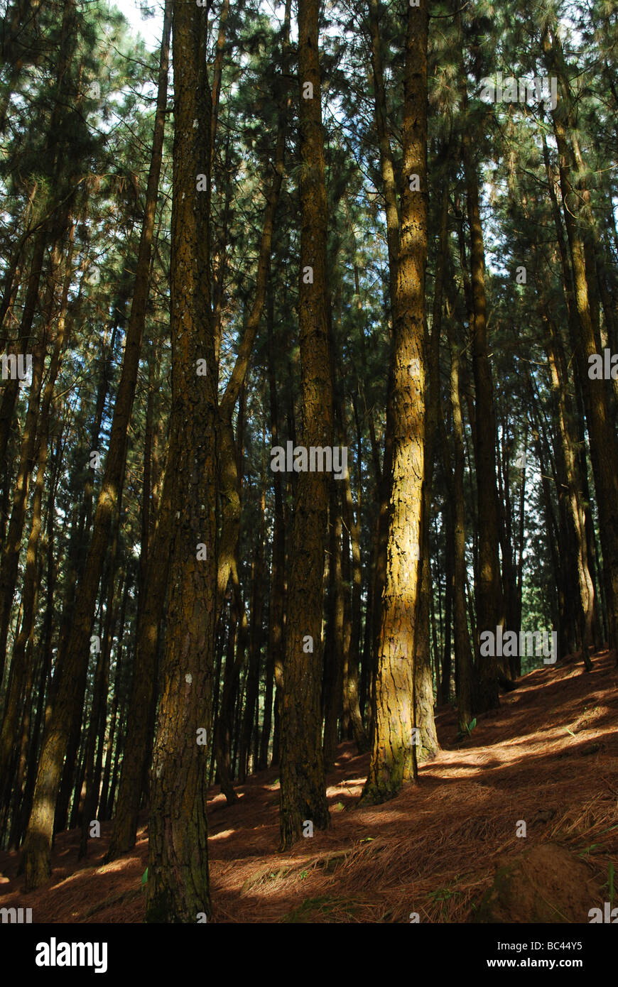 Pine forest Wagamon, Idukki, Kerala, India Stock Photo - Alamy