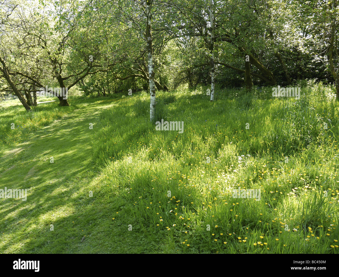Devon footpath hi-res stock photography and images - Alamy