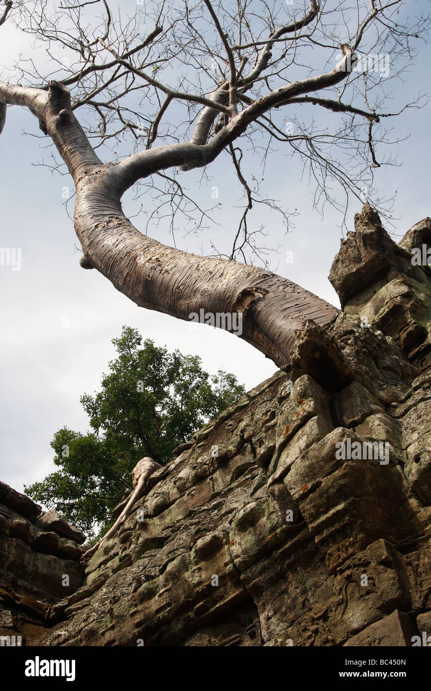 Giant kapok tree hi-res stock photography and images - Alamy
