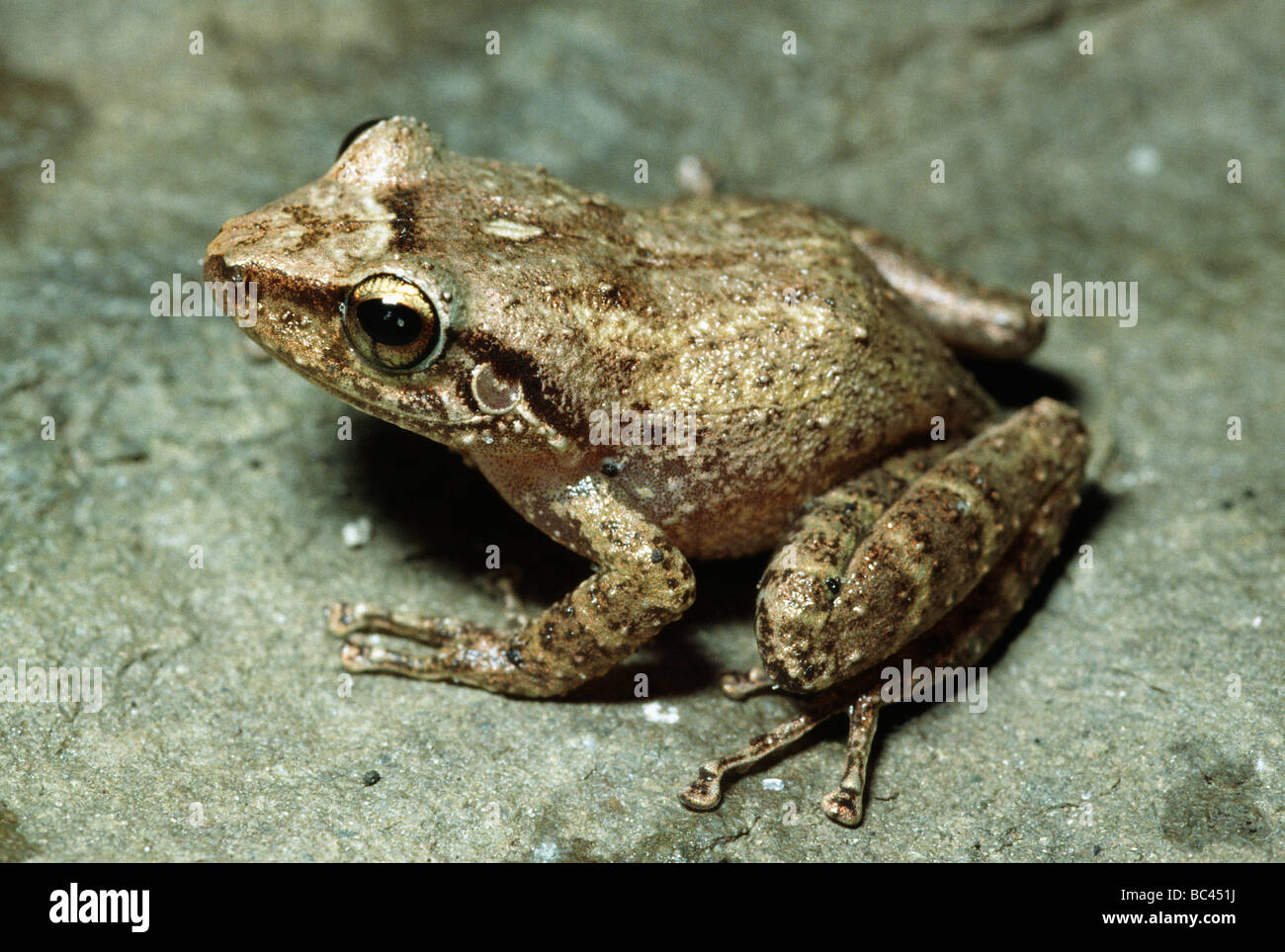 Coqui­ tree frog puerto rico hi-res stock photography and images - Alamy