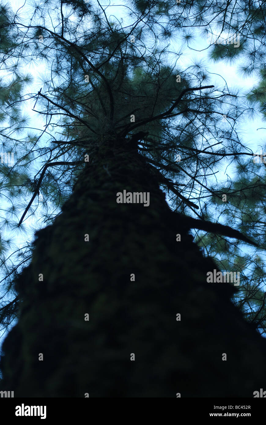 Pine forest Wagamon, Idukki, Kerala, India Stock Photo - Alamy