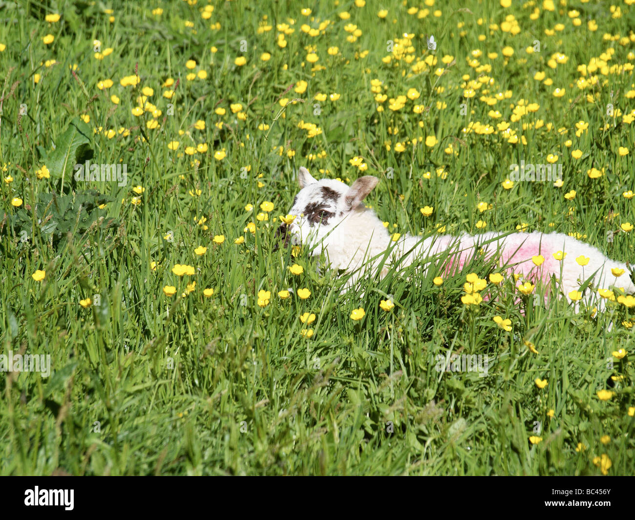 A group of buttercups in the countryside Stock Photo - Alamy