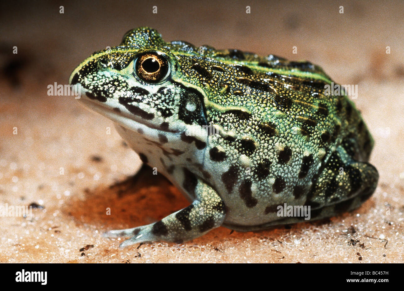 Juvenile African Bullfrog Pyxicephalus adspersus Stock Photo - Alamy