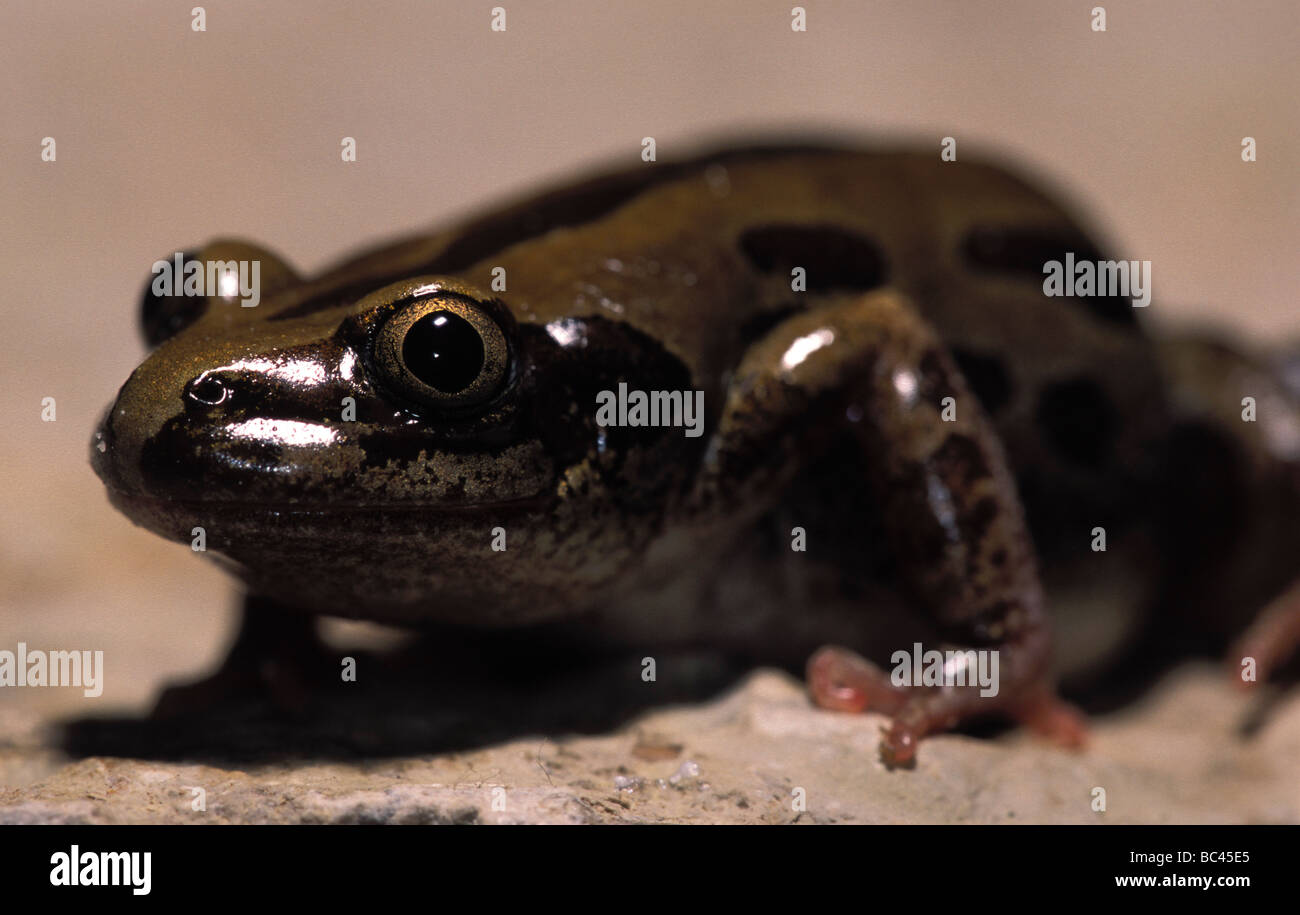 Senegal running frog hi-res stock photography and images - Alamy