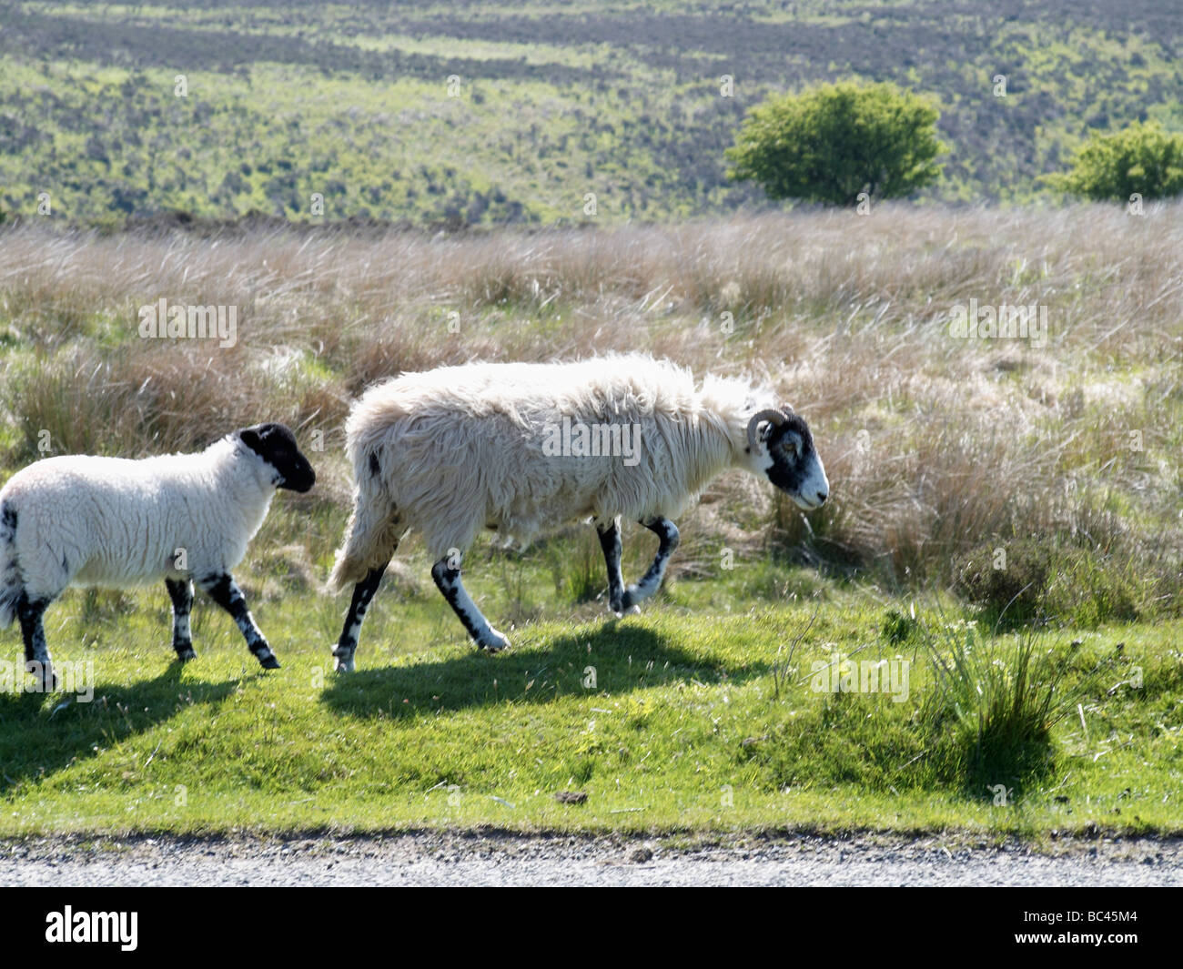 sheep on exmoor north devon Stock Photo - Alamy
