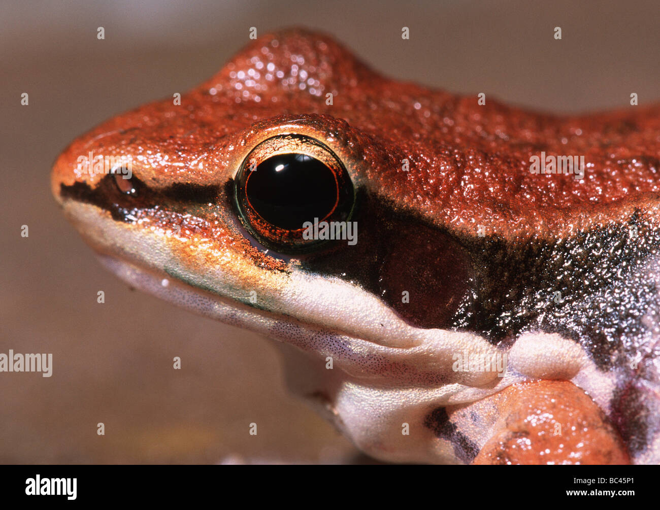 Red and black frog hi-res stock photography and images - Alamy