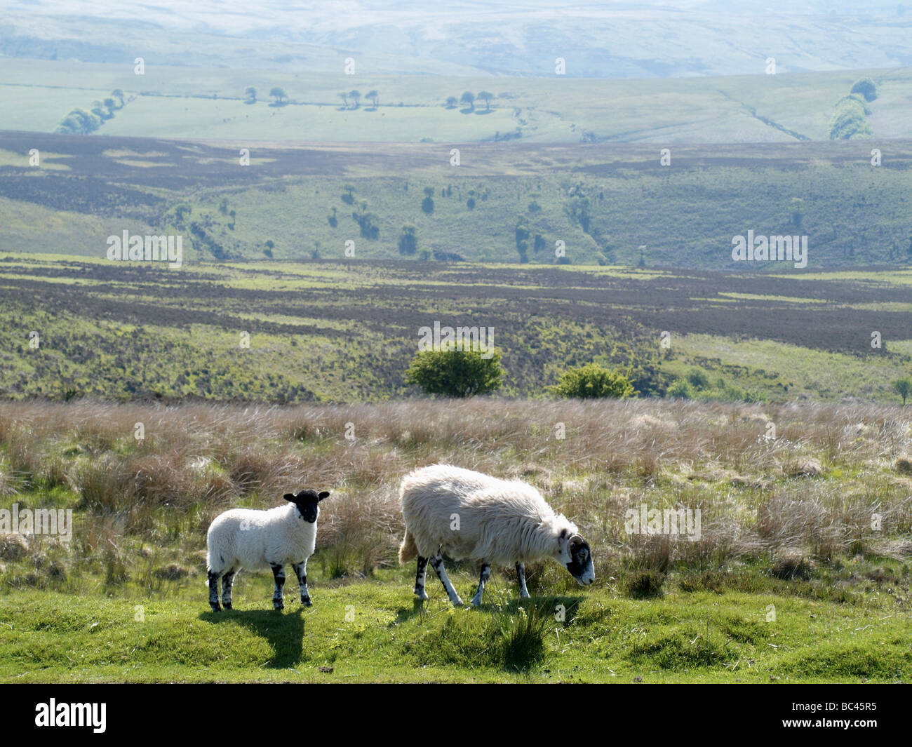 sheep on exmoor north devon Stock Photo - Alamy
