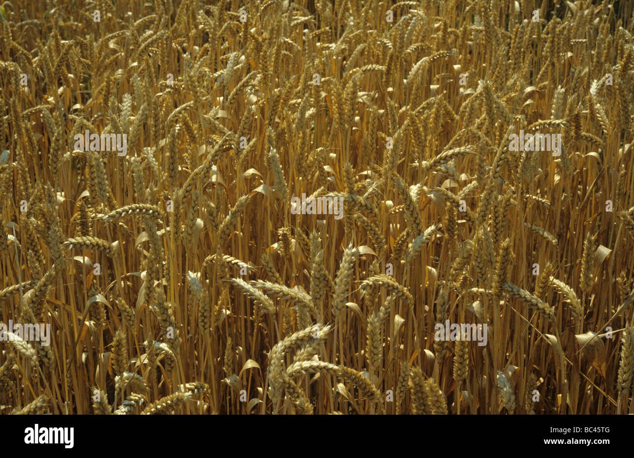 Gold crop hi-res stock photography and images - Alamy