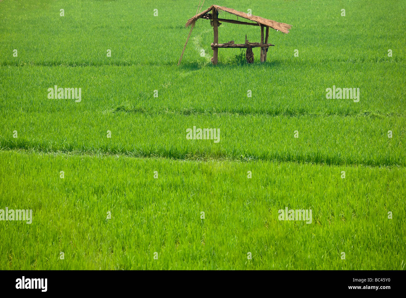 Wooden hut in a rice paddy Horizontal shot Stock Photo - Alamy