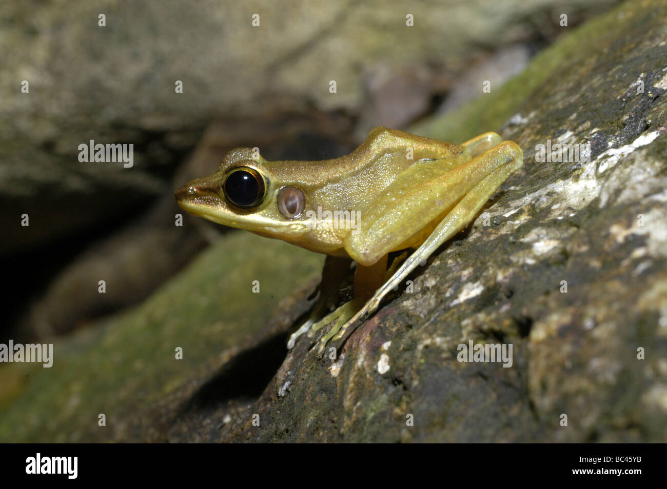 Torrent Frog Meristogenys sp Stock Photo - Alamy