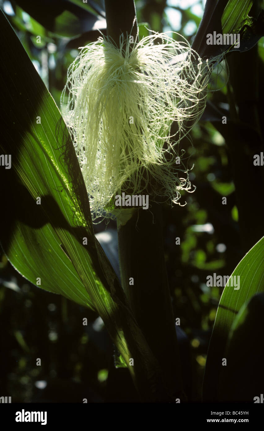 Female maize tassel backlit by tropical sunlight in Thailand Stock ...