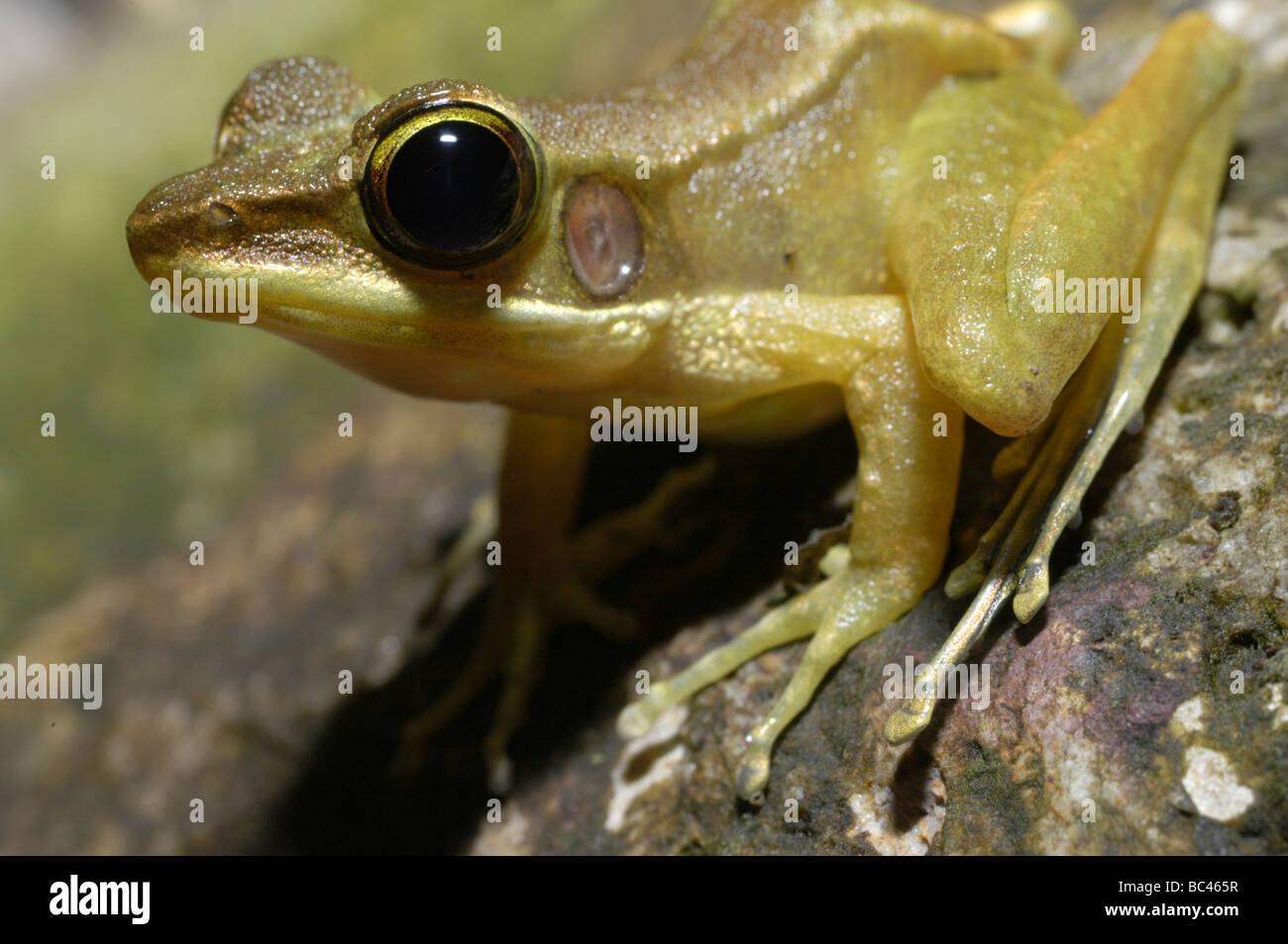 Torrent frog hi-res stock photography and images - Alamy