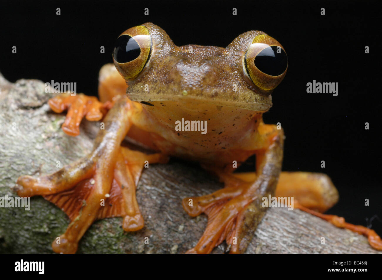 Harlequin Tree Frog Rhacophorus pardalis Stock Photo - Alamy