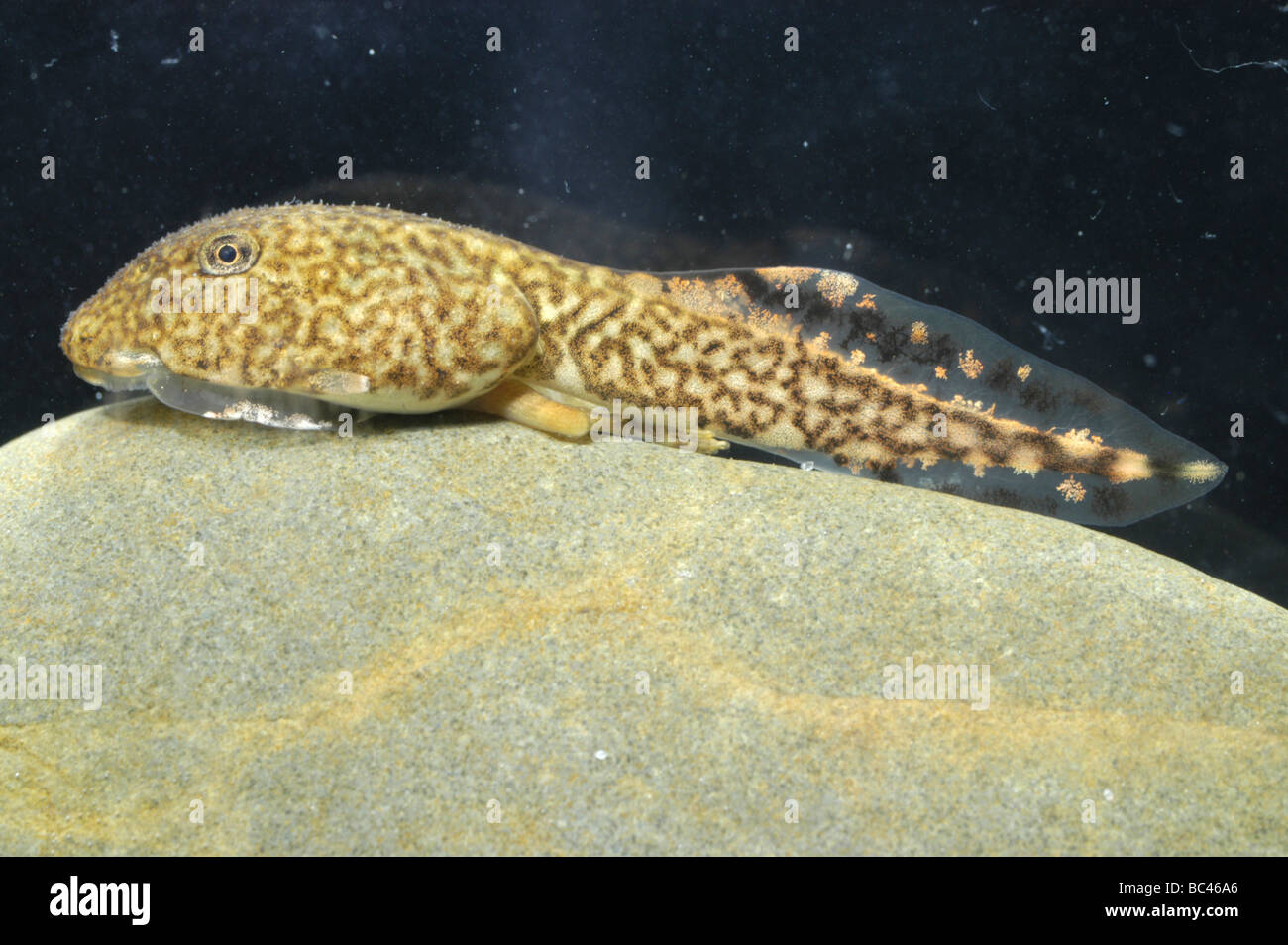 Tadpole of Torrent Frog Meristogenys sp Stock Photo - Alamy