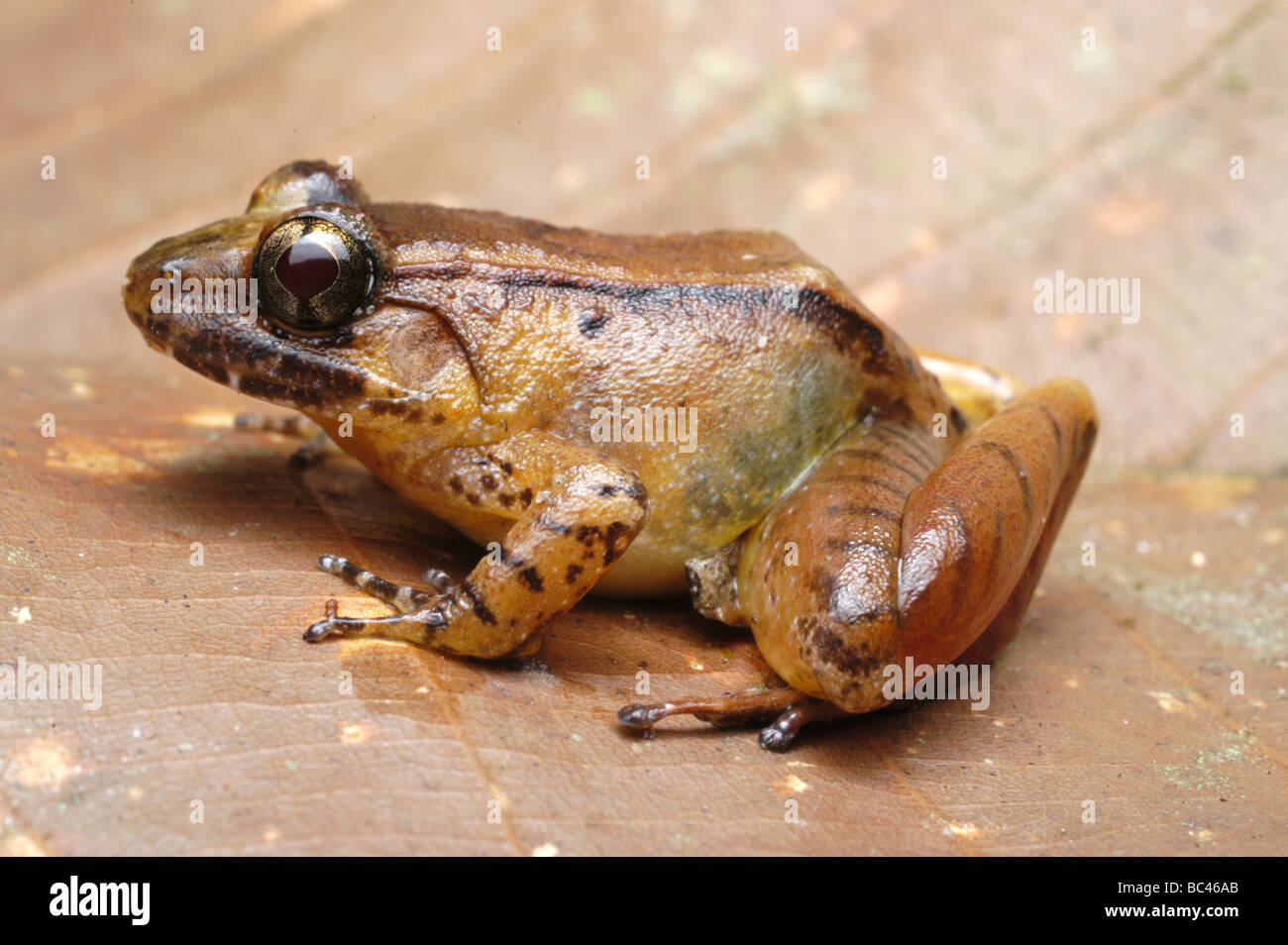 Smooth Guardian Frog Rana palavanensis Stock Photo - Alamy