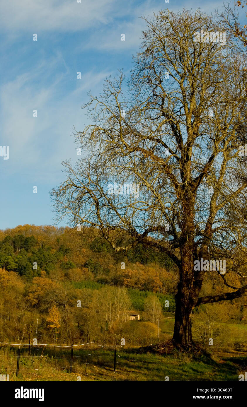 Chestnut tree and French countryside Stock Photo - Alamy