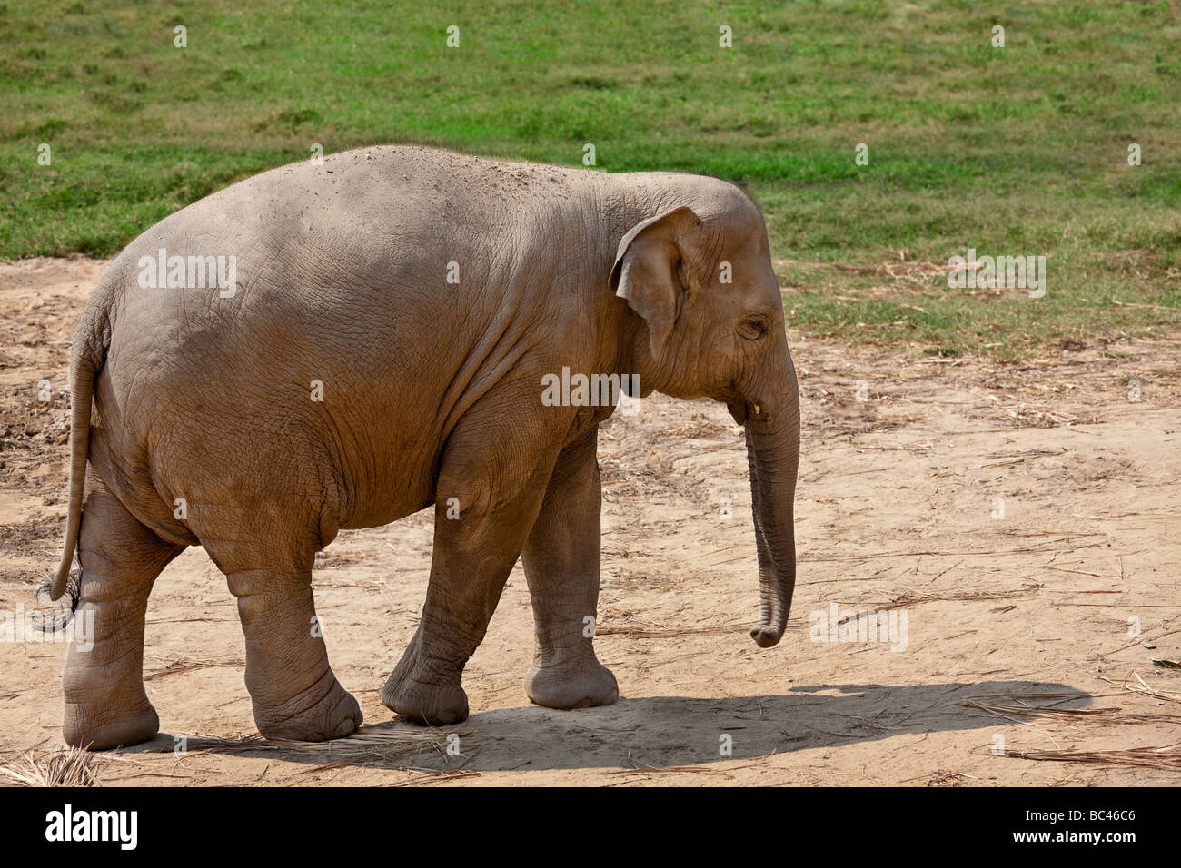 Profile shot of an adult elephant Horizontal Stock Photo - Alamy