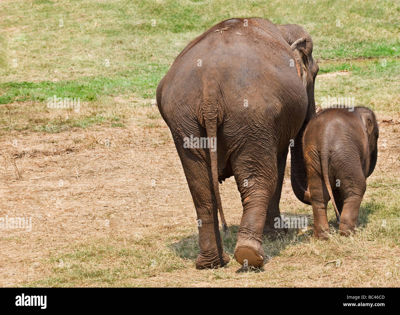Female elephant with her baby Shot from behind Stock Photo - Alamy