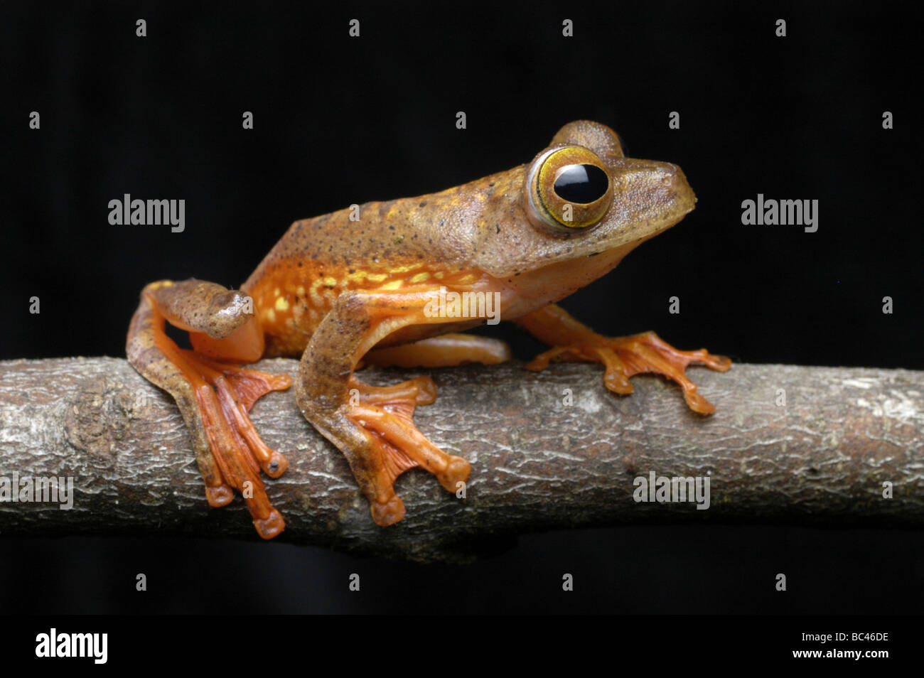 Harlequin Tree Frog Rhacophorus pardalis Stock Photo - Alamy