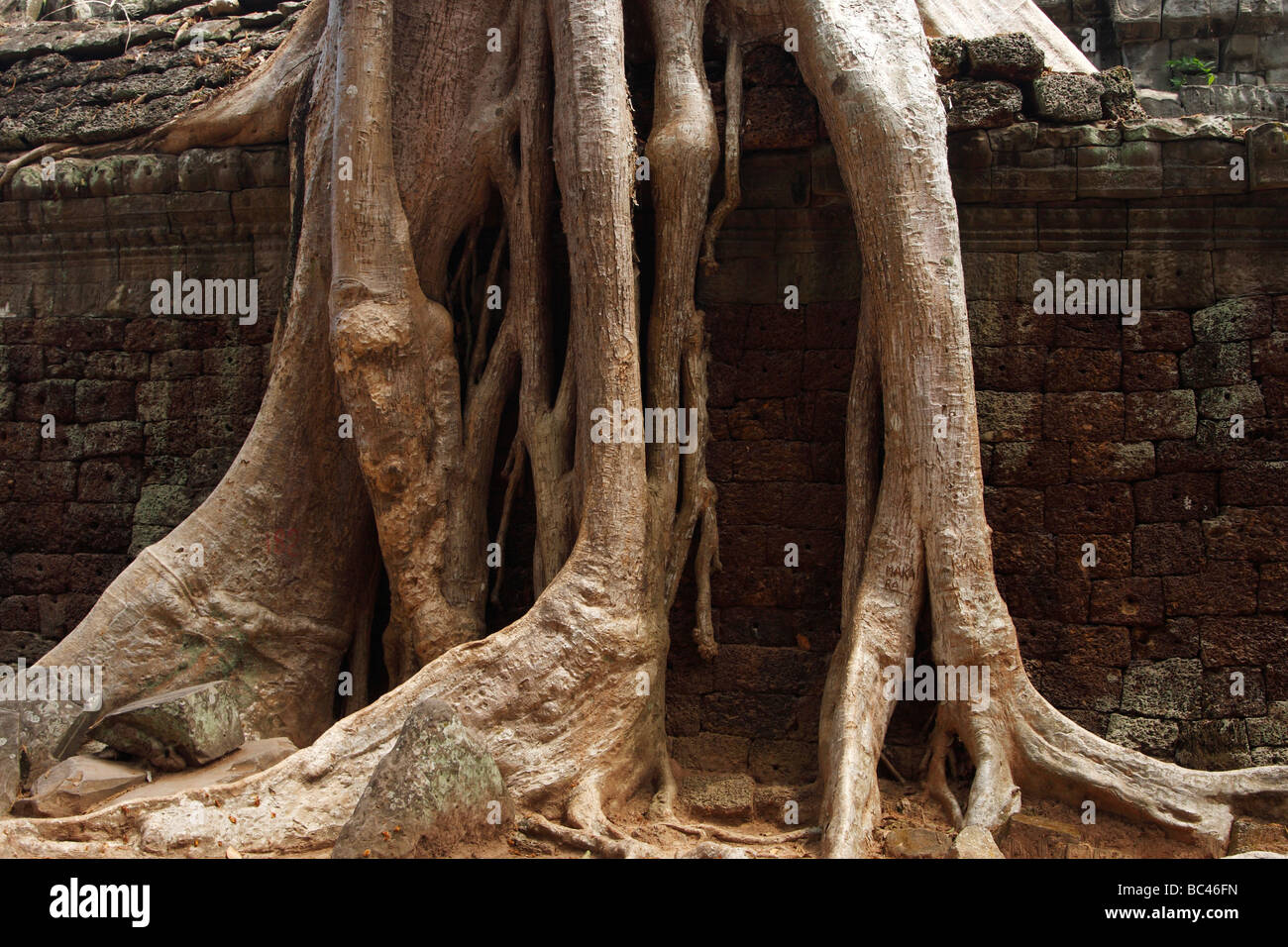 Huge tree roots growing over wall of "Ta Prohm" temple ruins, Angkor ...