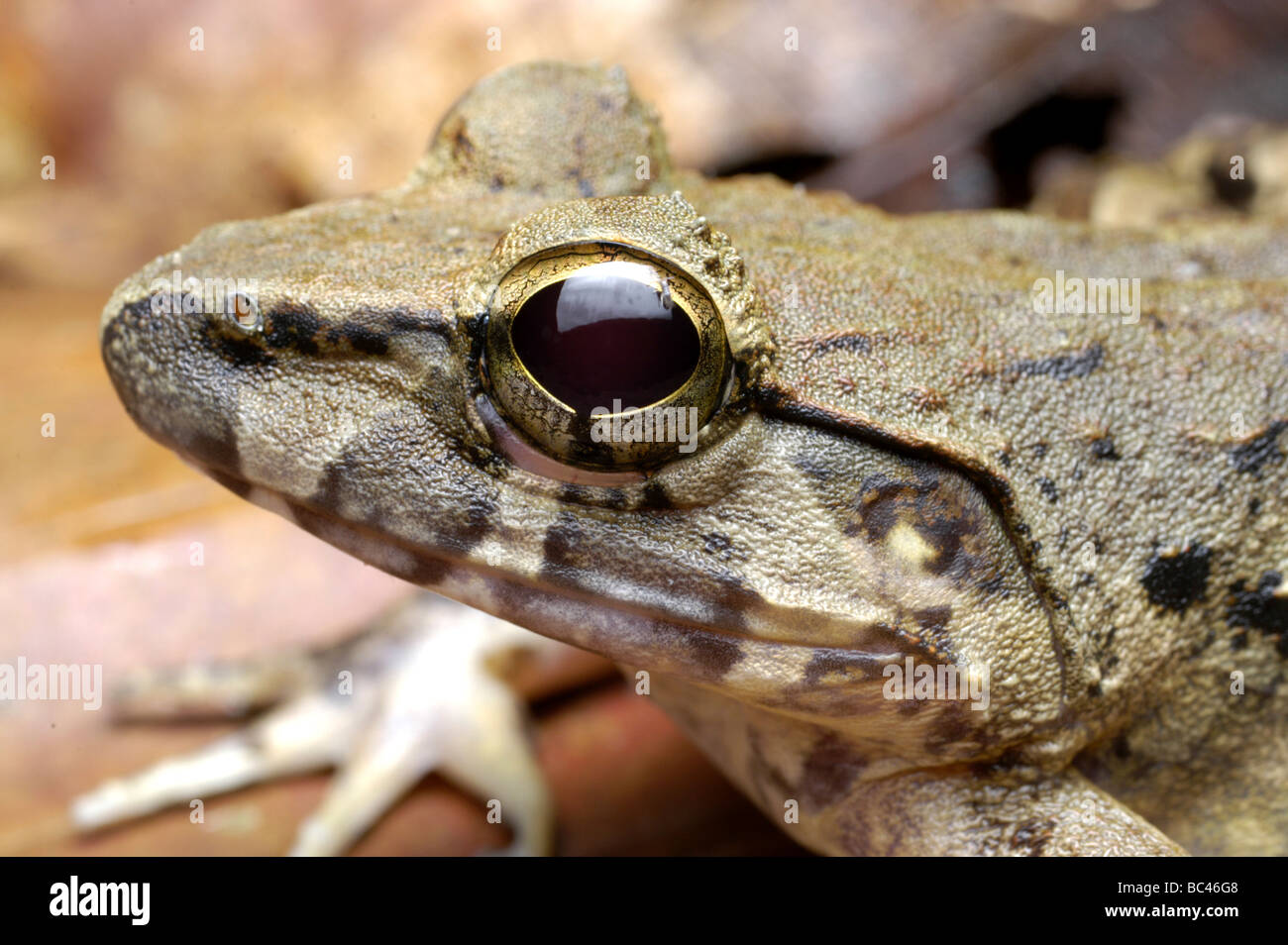 Giant River Frog : Conservation Advice Mixophyes iteratus giant barred ...
