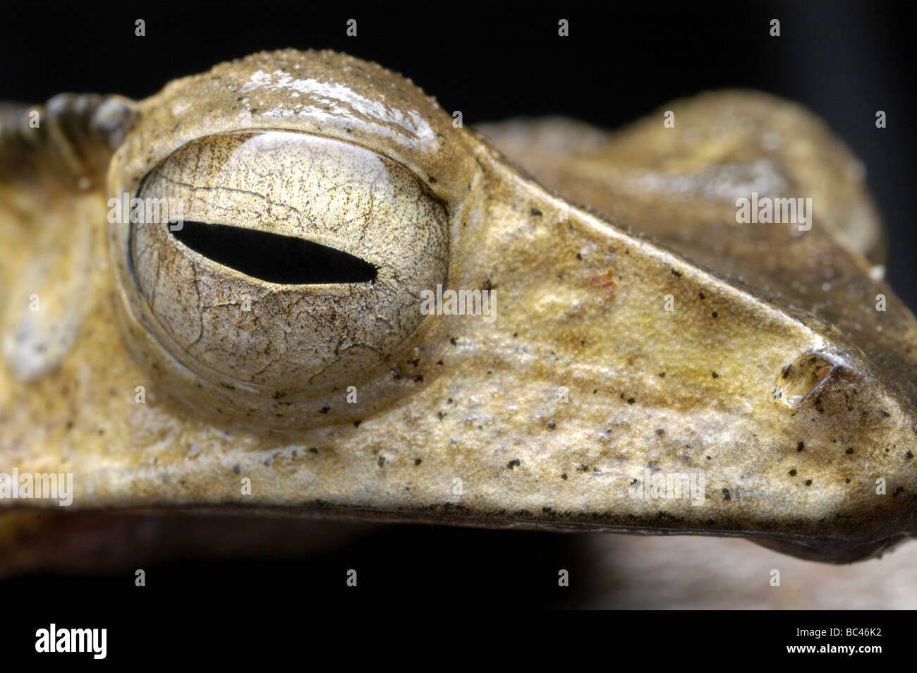 File-eared Tree Frog Polypedates otilophus Stock Photo - Alamy