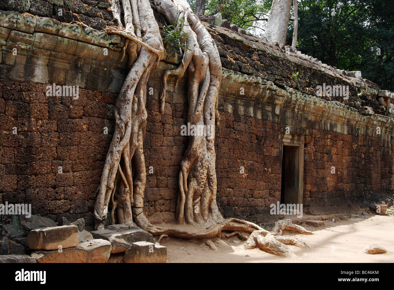 Kapok tree roots growing over "Ta Prohm" temple building, Angkor ...