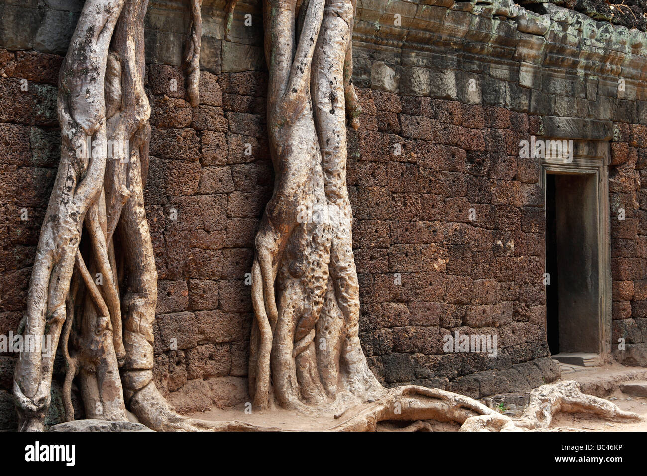 Kapok tree roots growing over "Ta Prohm" temple building, Angkor ...