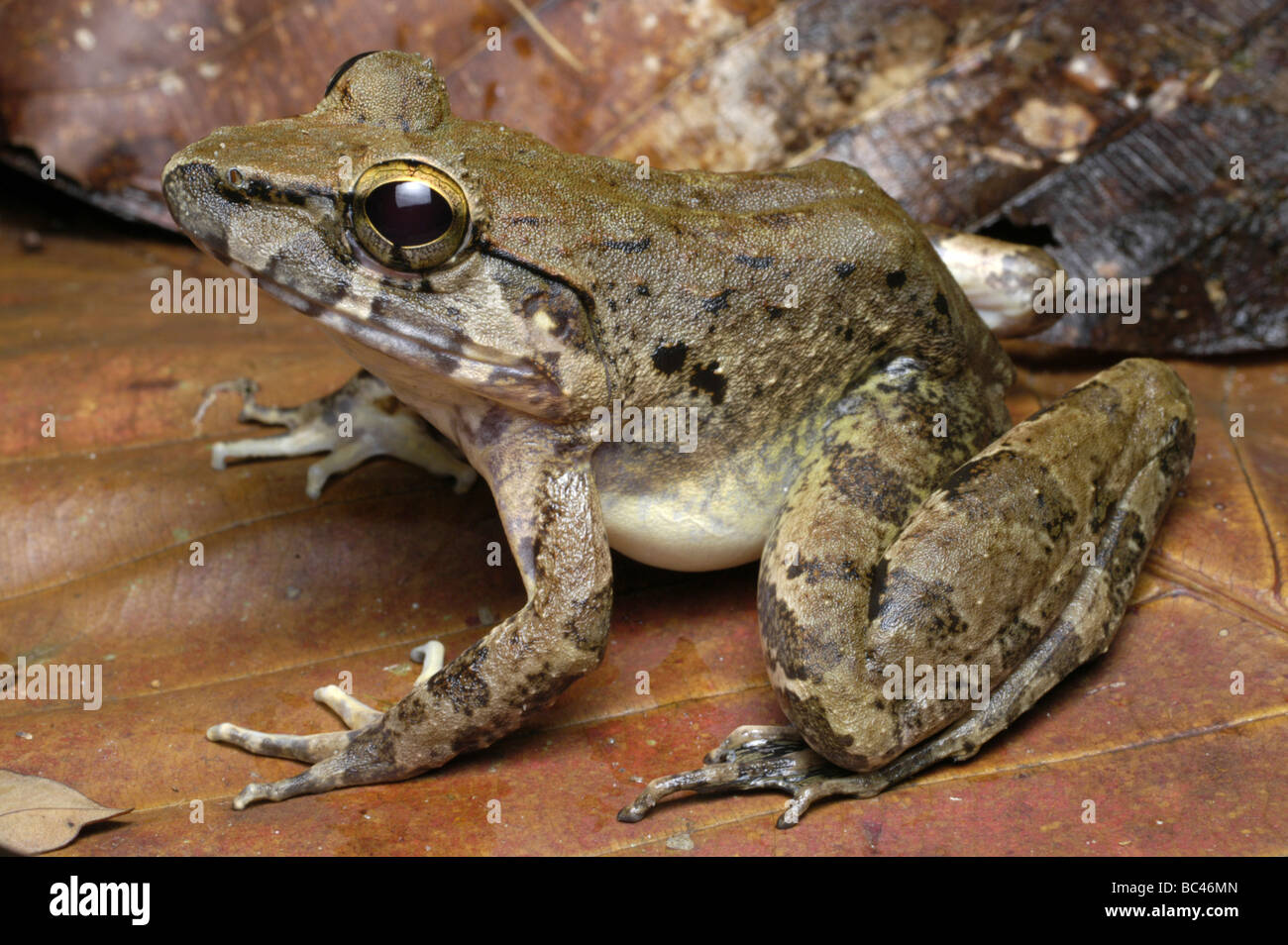 Giant River Frog, Limnonectes leporinus Stock Photo - Alamy