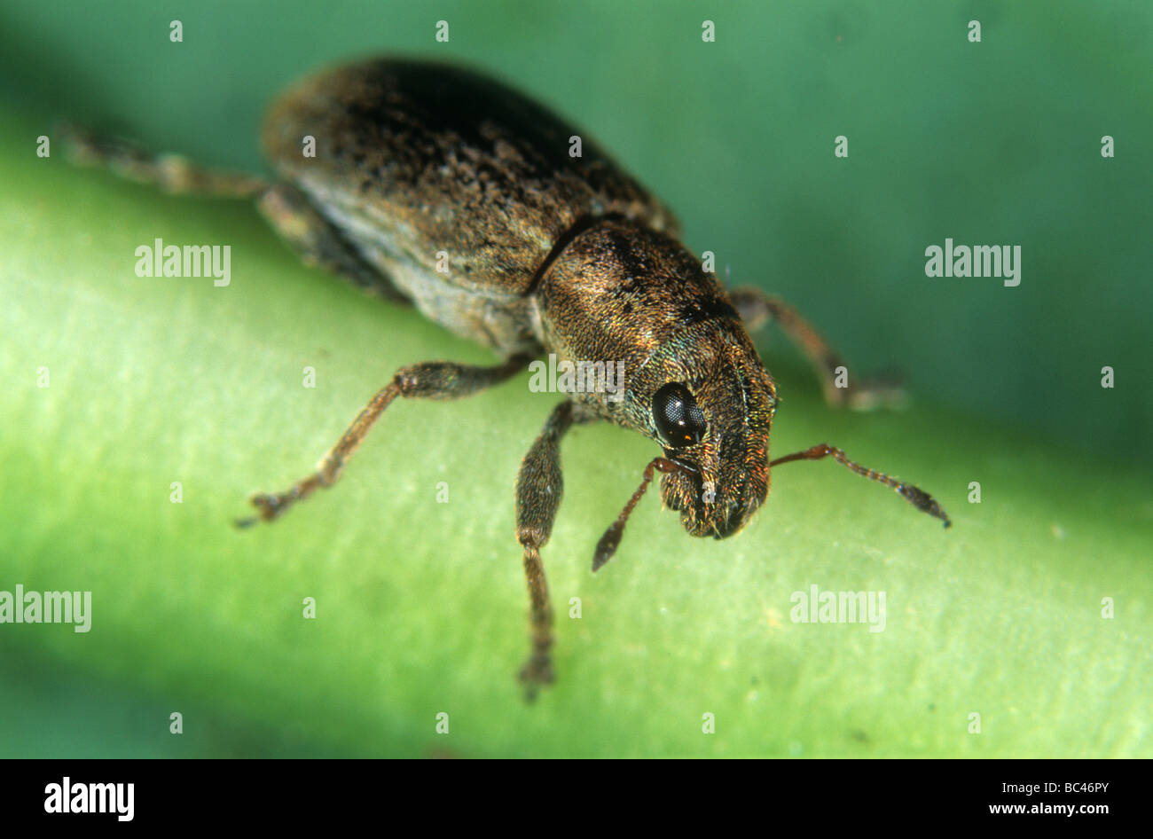 Bronze coloured common leaf weevil Phyllobius pyri on a leaf Stock ...