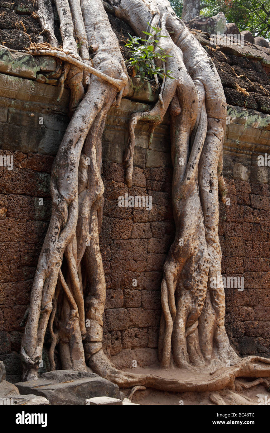 Giant Kapok Tree High Resolution Stock Photography and Images - Alamy