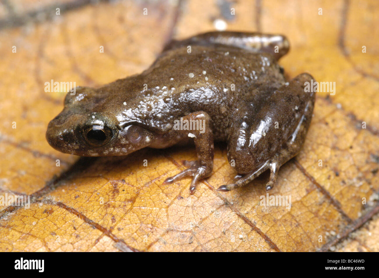 Mjobergs dwarf litter frog hi-res stock photography and images - Alamy