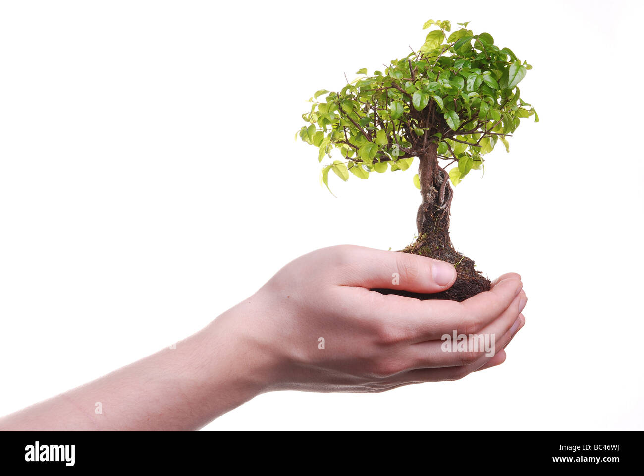 Hand holding a Bonsai tree isolated on a white background Stock Photo ...