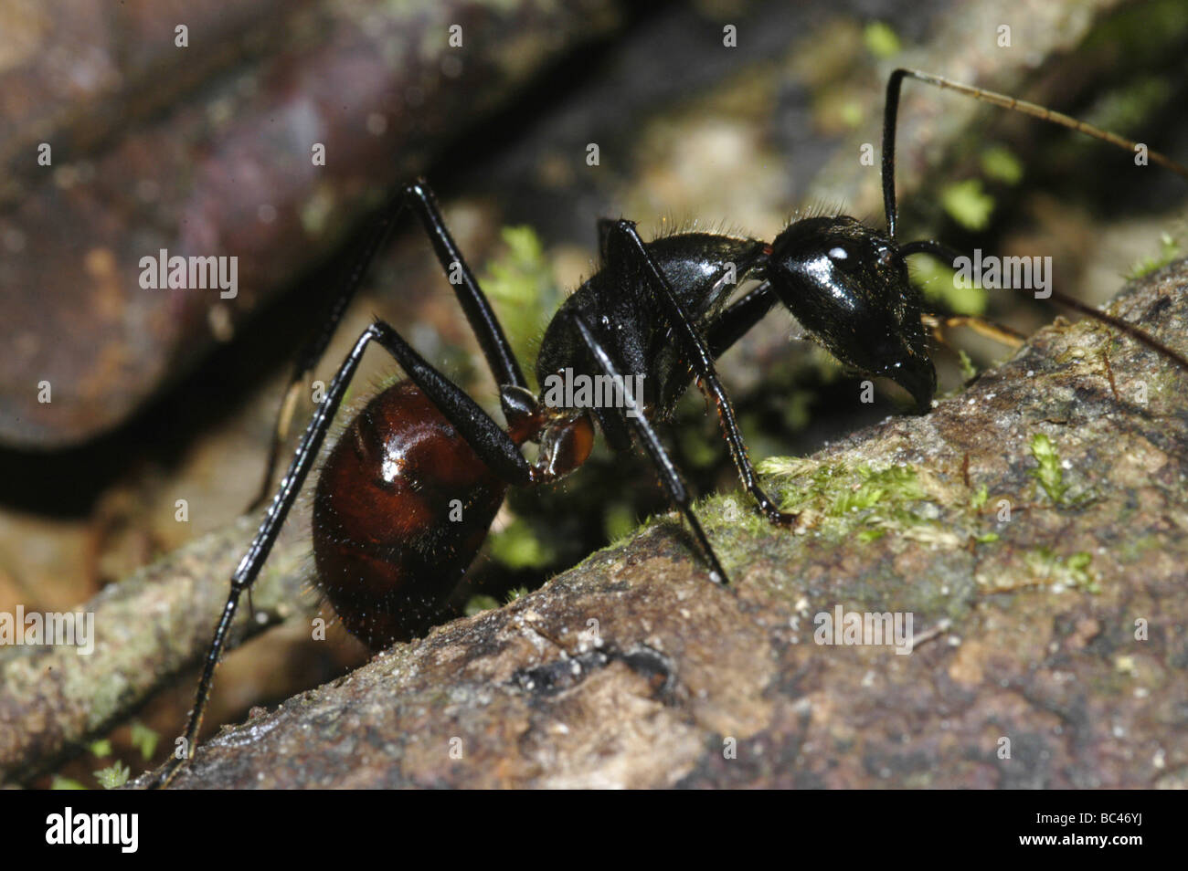 Camponotus gigas hi-res stock photography and images - Alamy