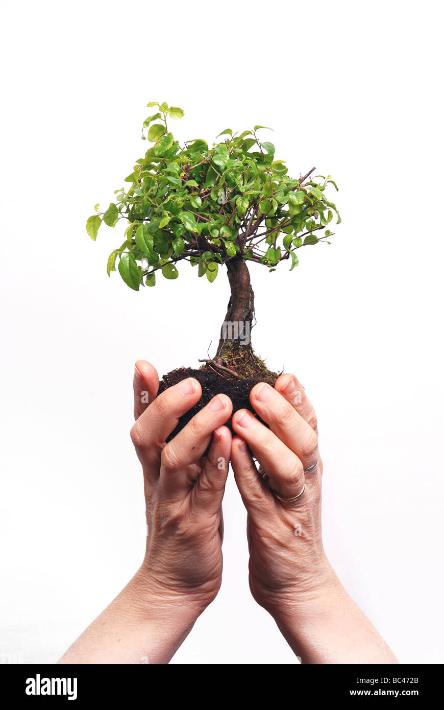 Hands holding a Bonsai tree isolated on a white background Stock Photo ...