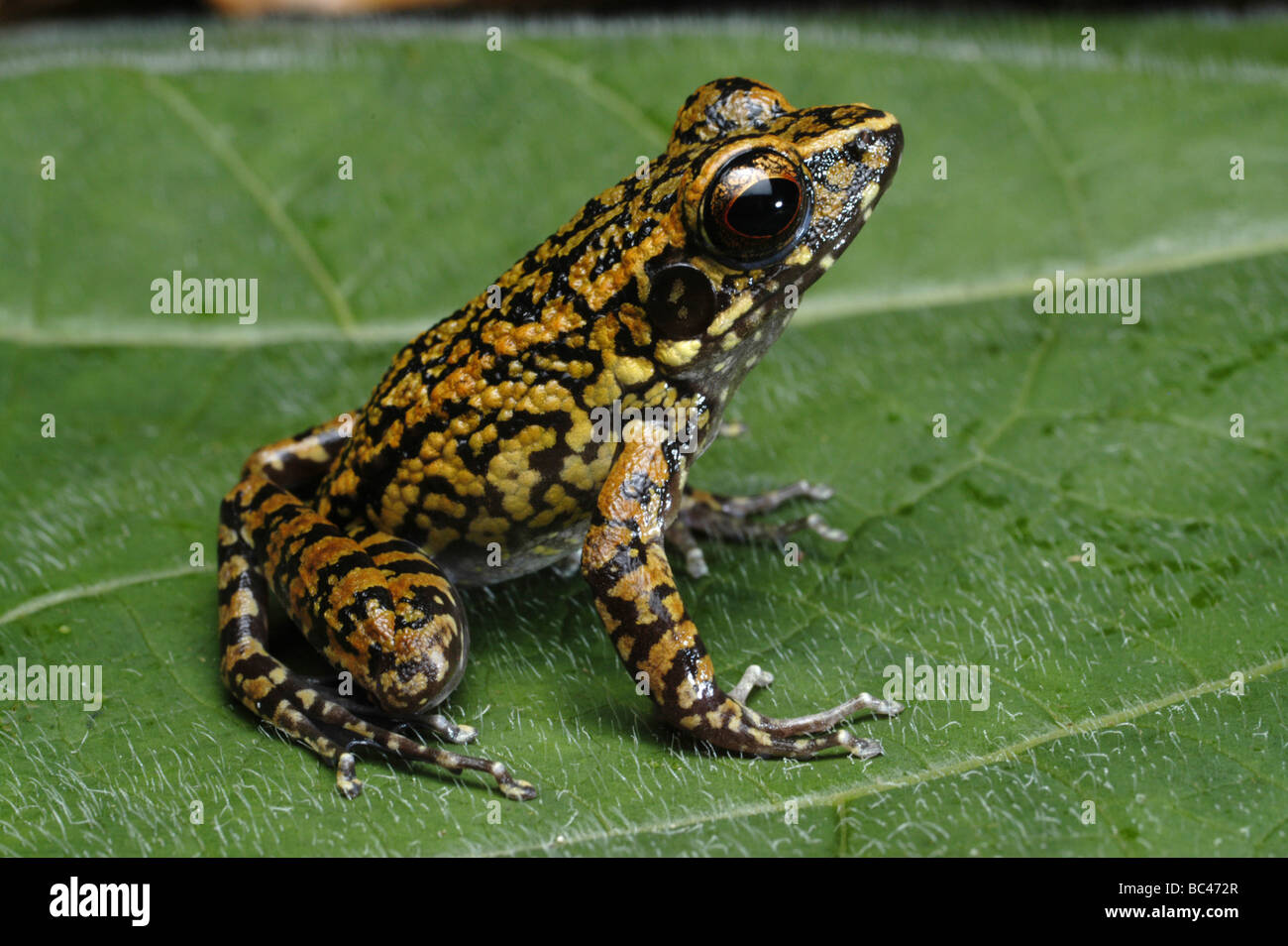 Spotted Stream Frog, Rana picturata Stock Photo - Alamy