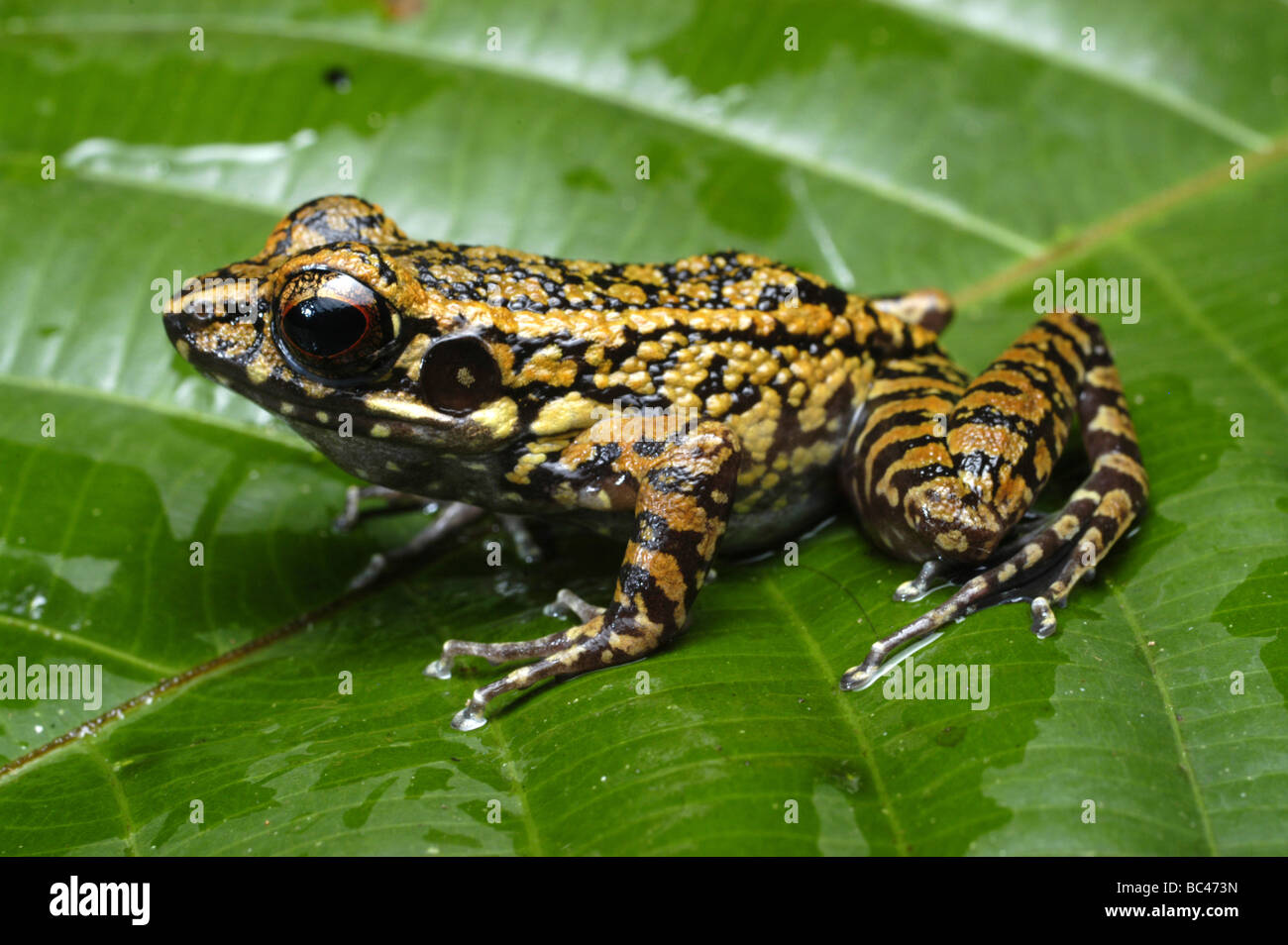 Spotted Stream Frog, Rana picturata Stock Photo - Alamy