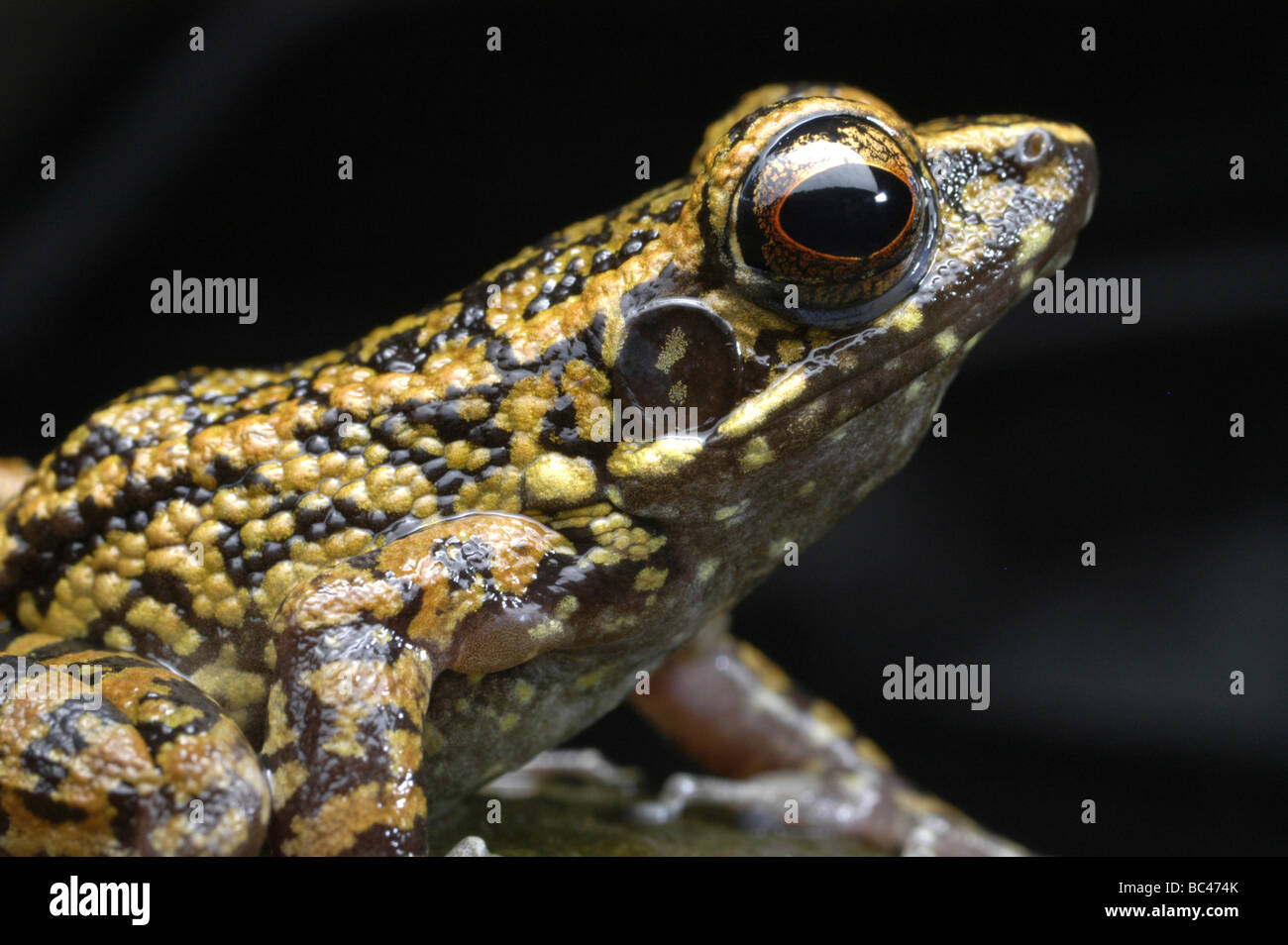 Rana Picturata High Resolution Stock Photography and Images - Alamy