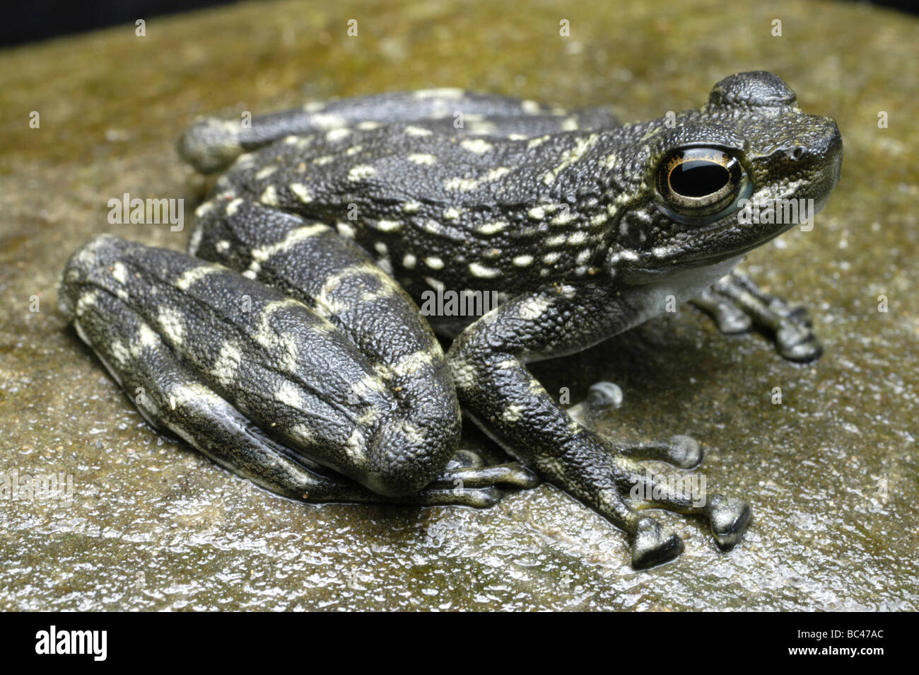 Rock Skipper or Splash Frog, Staurois latopalmatus Stock Photo - Alamy