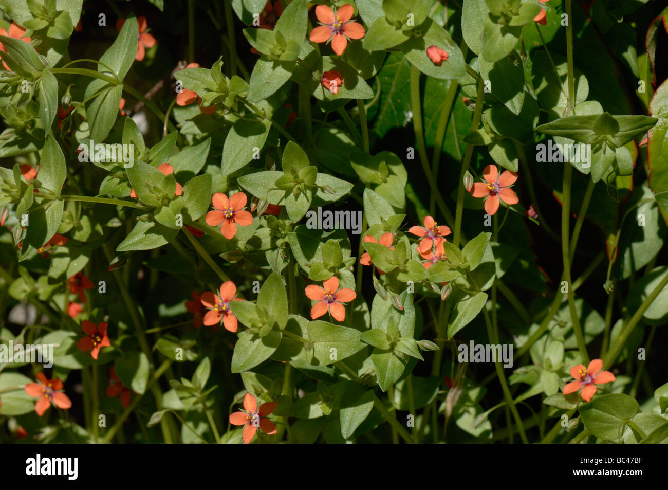 Scarlet pimpernel flower hi-res stock photography and images - Alamy
