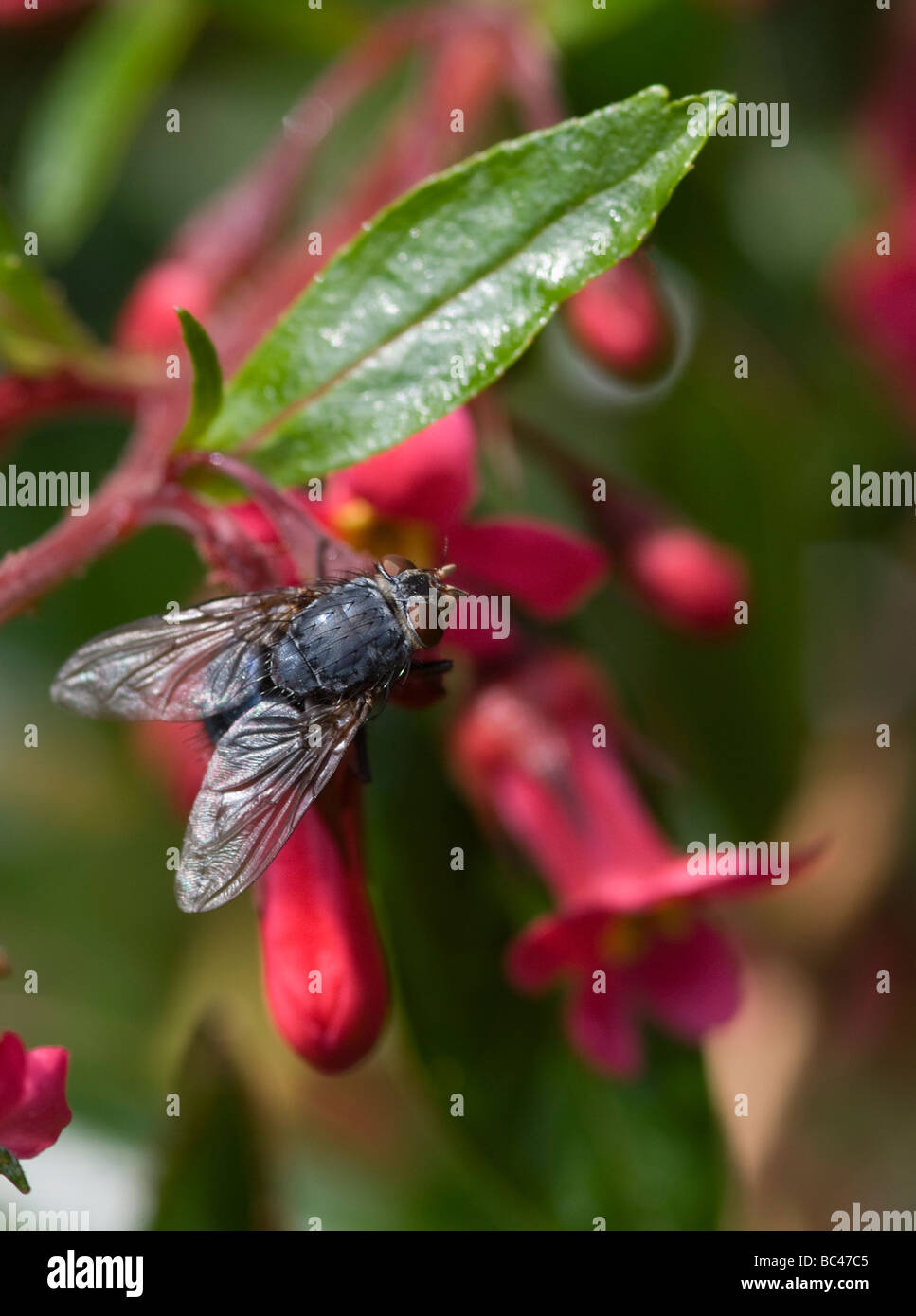 Closeup of a Bluebottle Fly Calliphora Erythrocephala on a Red ...