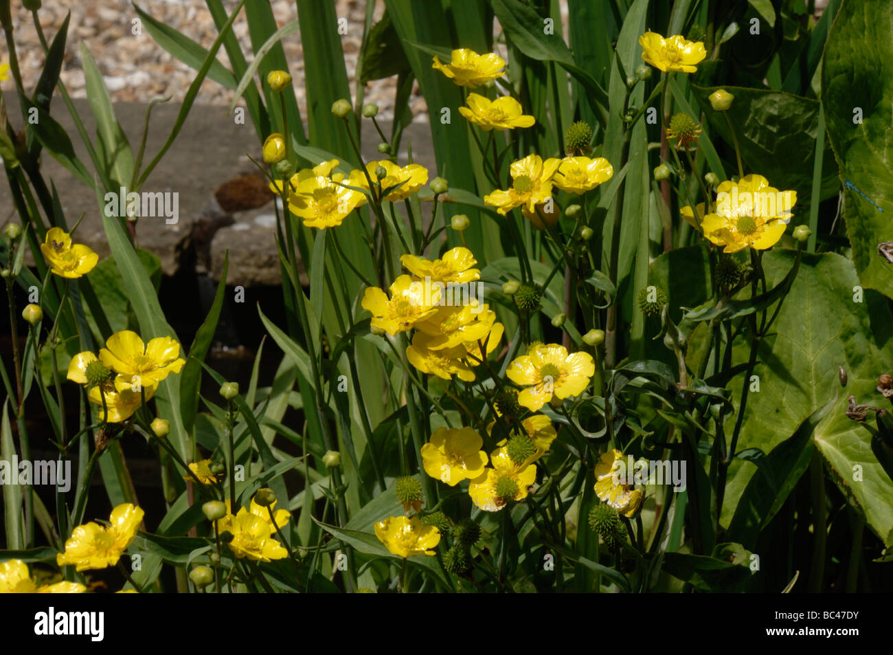 Greater spearwort Ranunculus lingua Grandiflora flowering in a garden ...